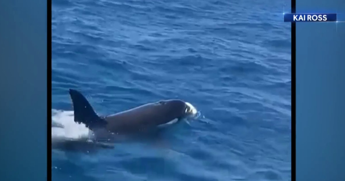 Killer whale attacks on the rise, baffling researchers