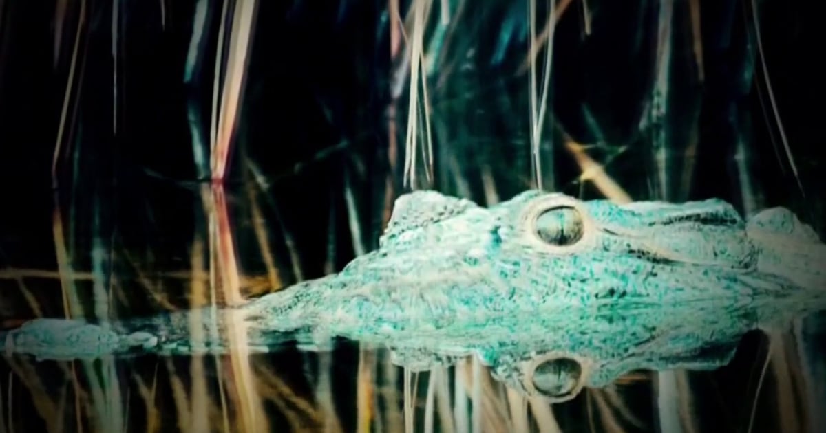 Scientists record first ever 'virgin birth' in endangered crocodile Scientists record first ever 'virgin birth' in endangered crocodile