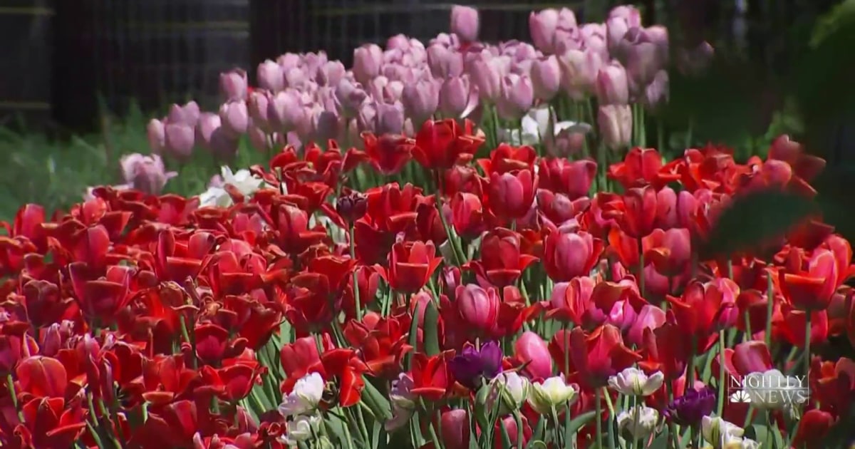 Southside Blooms bringing flowers and opportunity to Chicago's vacant lots