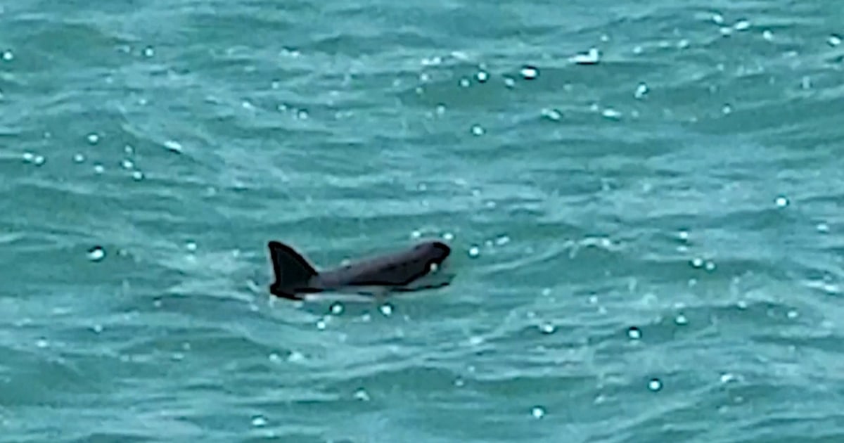 Mexico’s endangered vaquita porpoises are holding on in the Gulf of ...