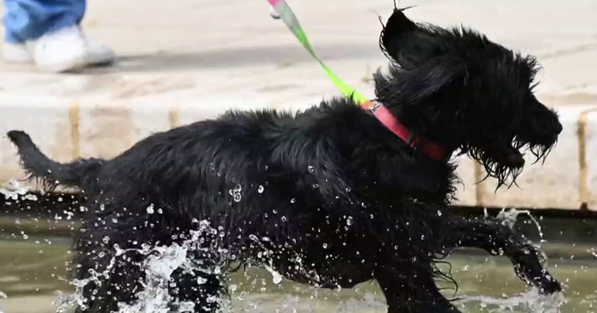 How to protect your pets during extreme heat