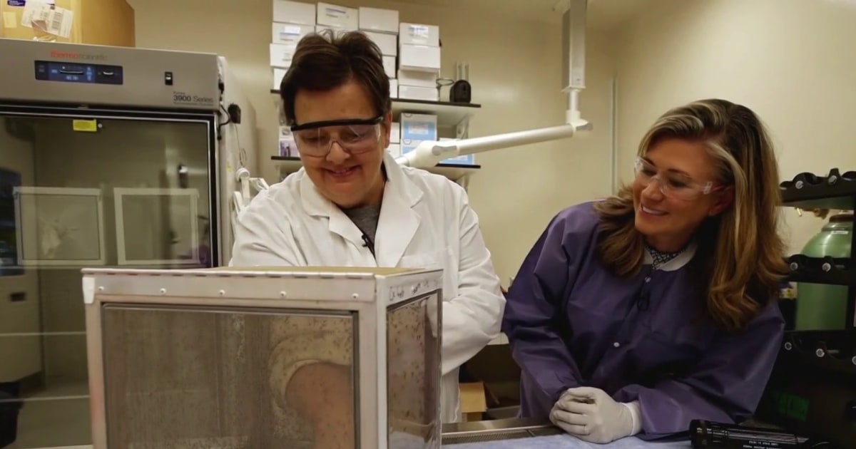 Taking a rare look inside CDC mosquito lab as officials raise new West ...