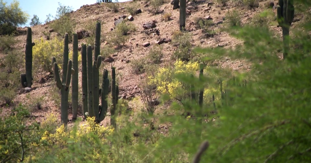 Triple-digit temperatures threatening saguaro cacti in Arizona