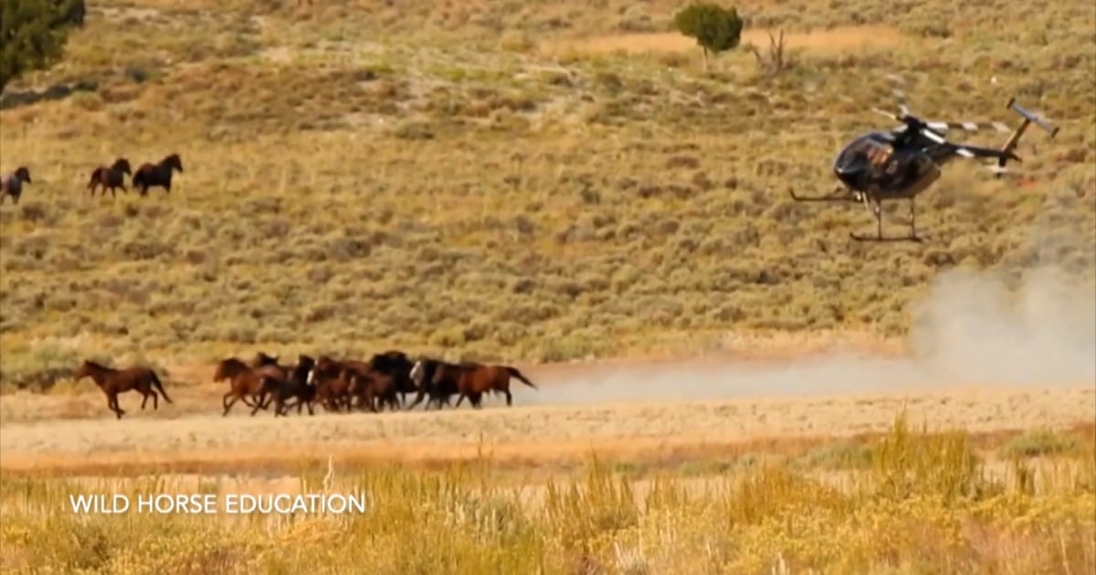 Wild horses die in Nevada roundup