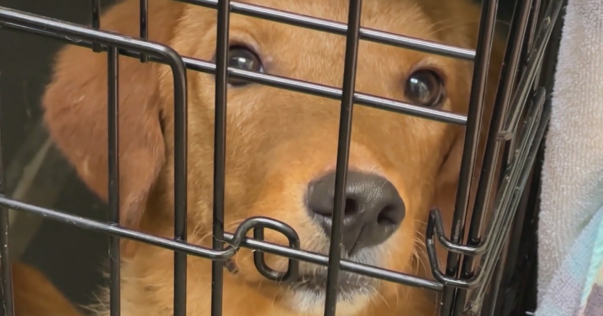 30 dogs found dead at Ohio animal rescue