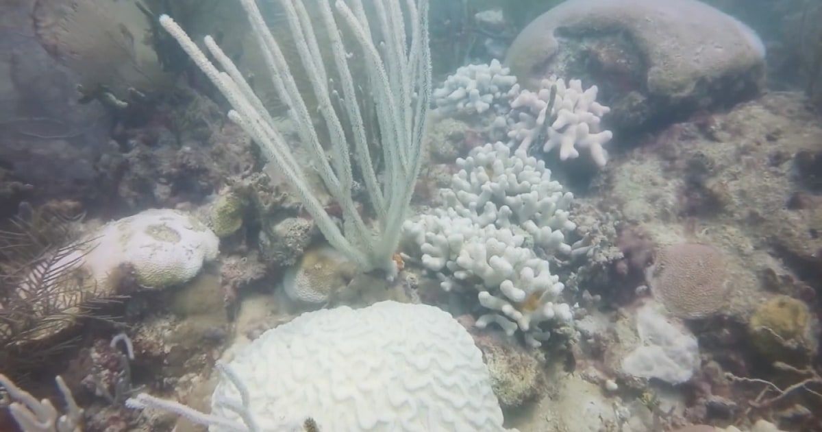 Record high water temperatures take toll on Florida's coral reefs