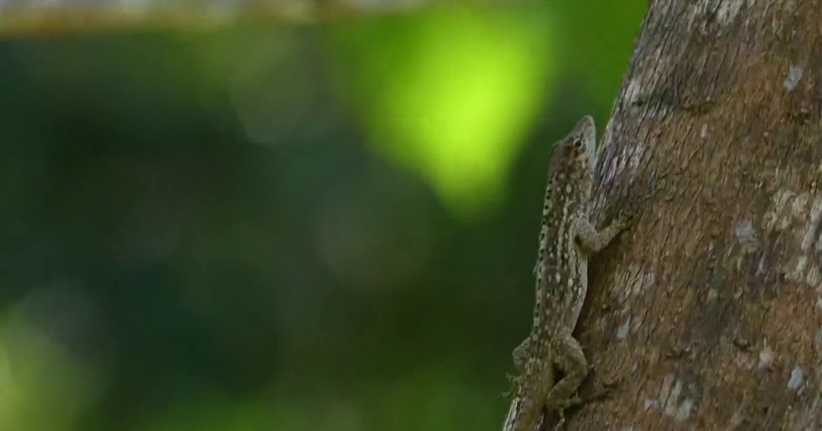 How lizards regrow their tails could offer new hope for people with ...