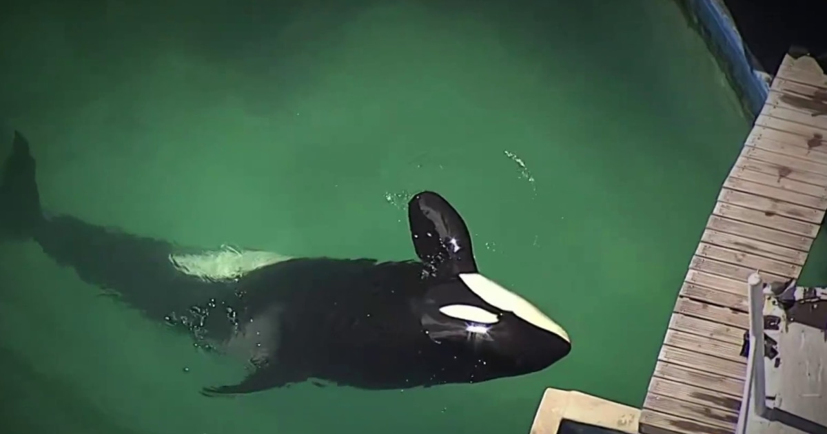 Lolita, beloved orca held in captivity, dies at age 57 before planned ...