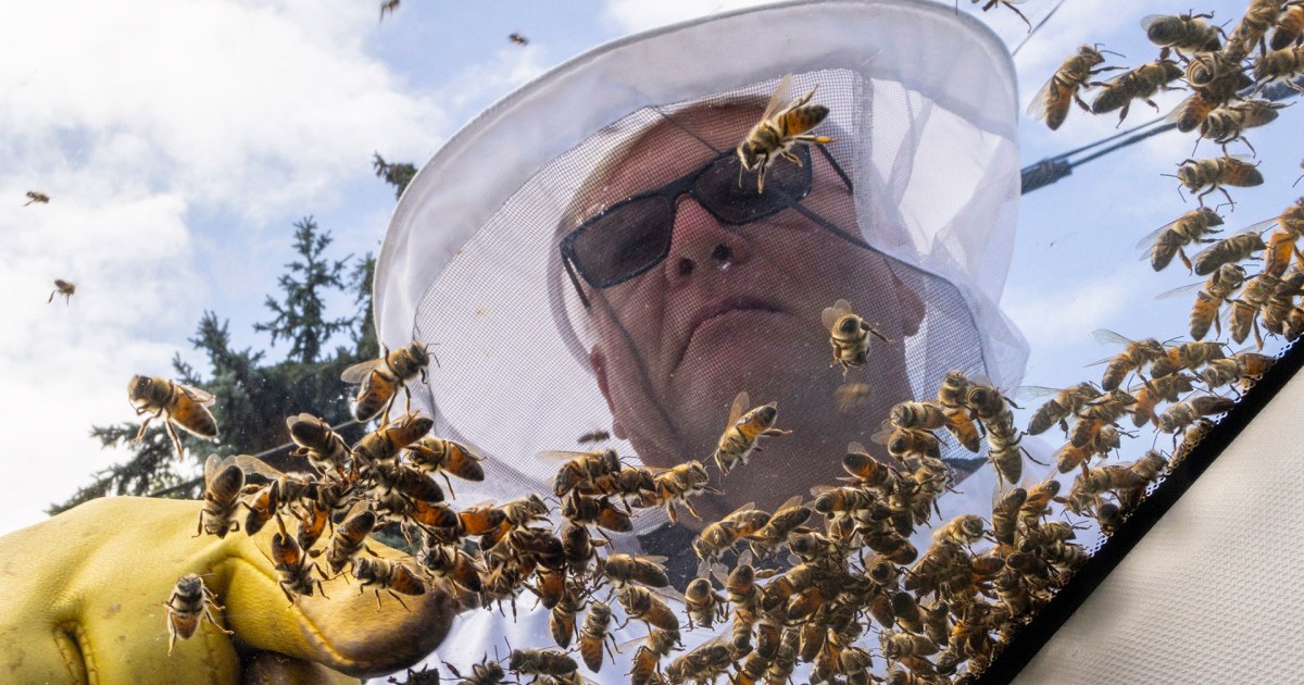 Five million bees fall from truck in Canada, causing chaos