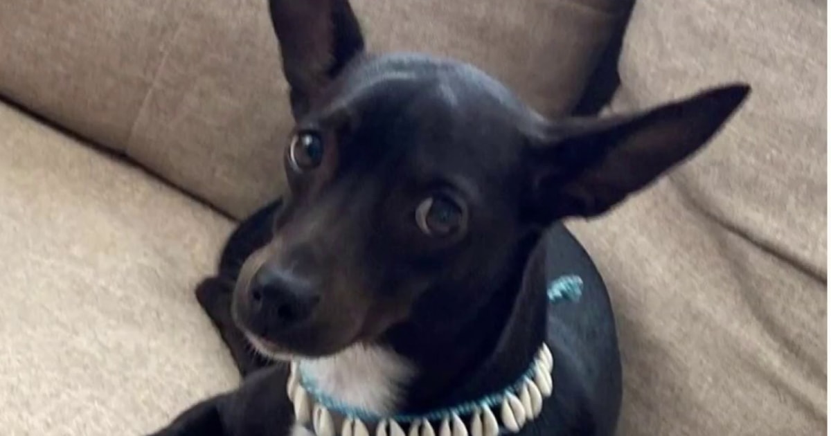 Woman says Delta lost her dog, lawyer calls $1800 compensation 'insulting'