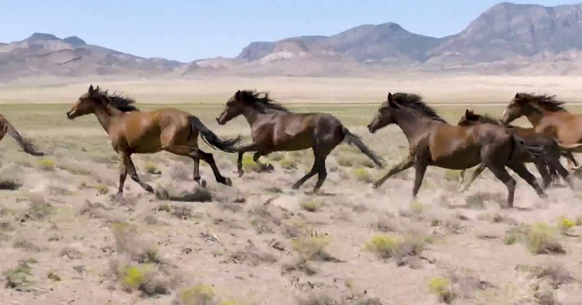 Growing debate over whether wild mustangs should be able to roam freely ...