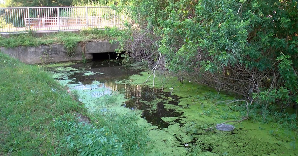 Witness recalls seeing Florida alligator with human remains in its mouth