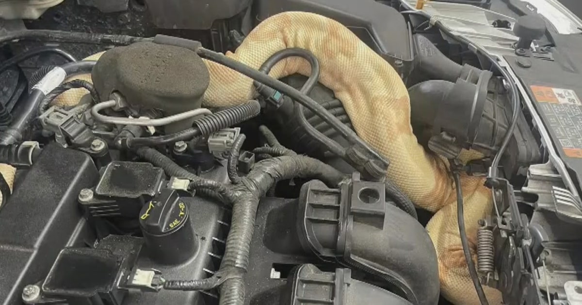 South Carolina mechanic finds 8-foot snake under car's hood