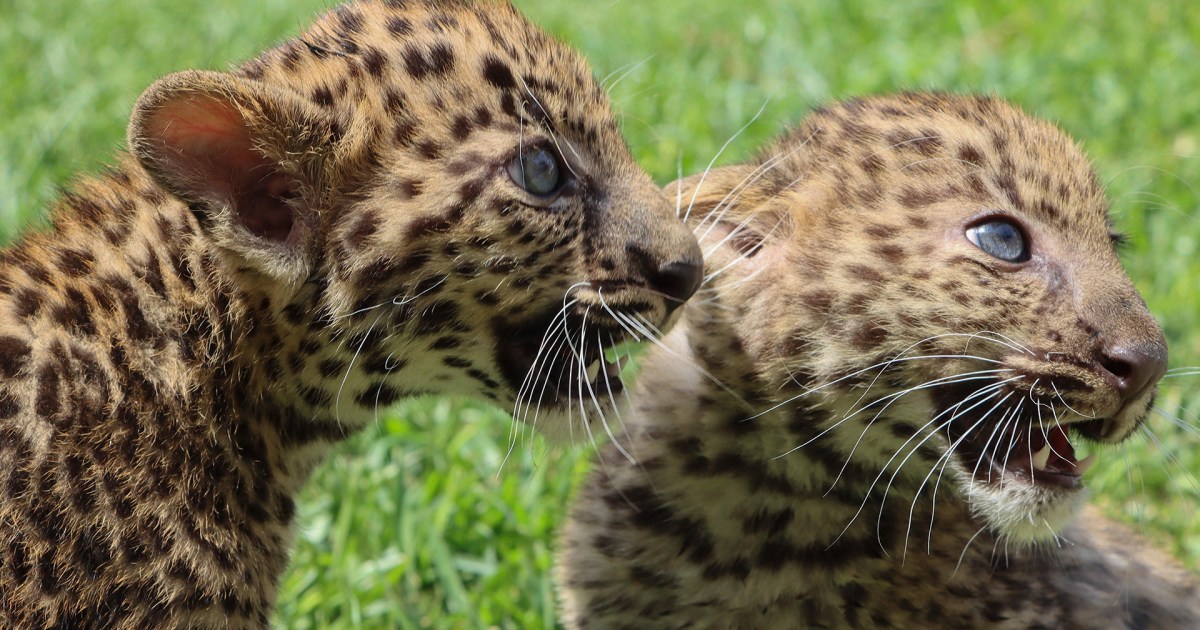 Meet Peru’s first leopard cubs born in captivity at Lima zoo