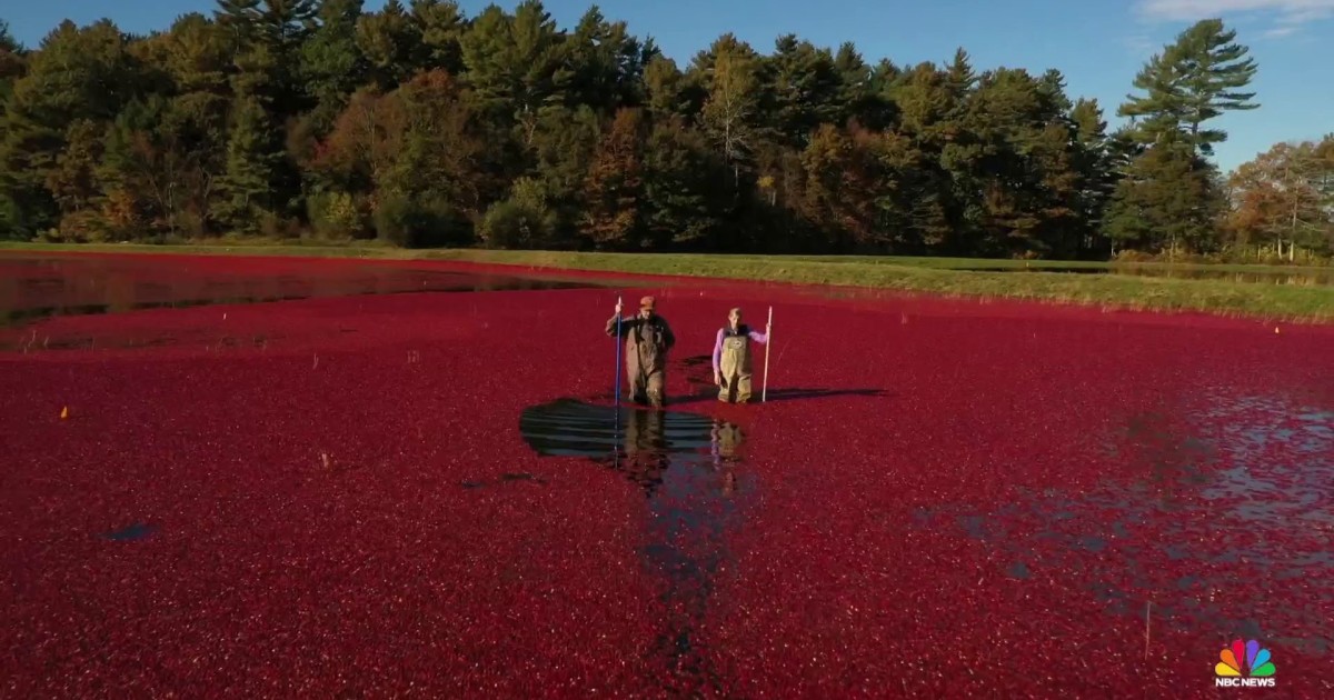 An ode to cranberries: from the bog to your Thanksgiving table