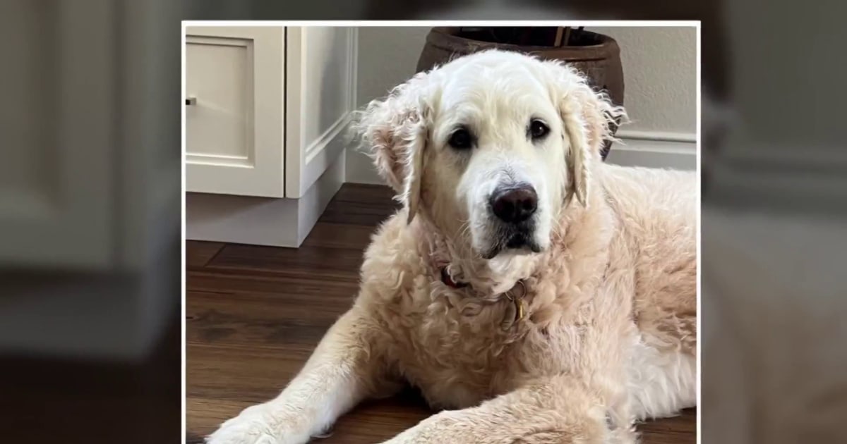 Mysterious respiratory illness spreading to dogs across U.S.