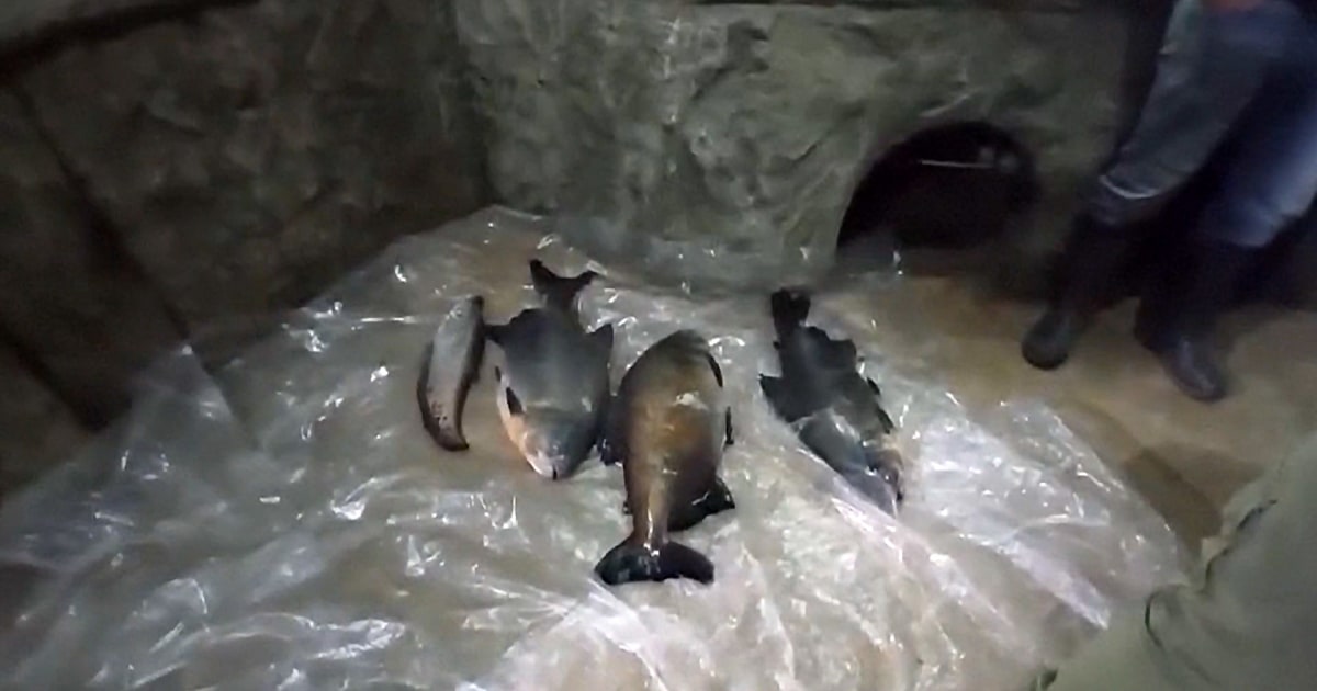 Hundreds of animals die in Crimean aquarium after storm strikes