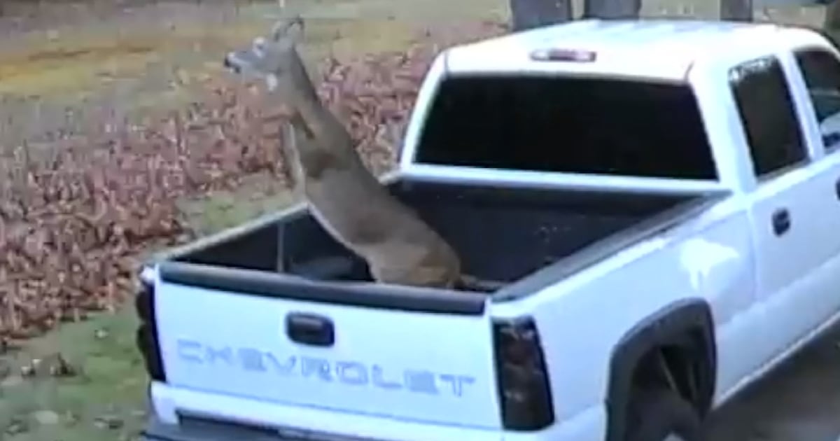 deer jumping off bridge