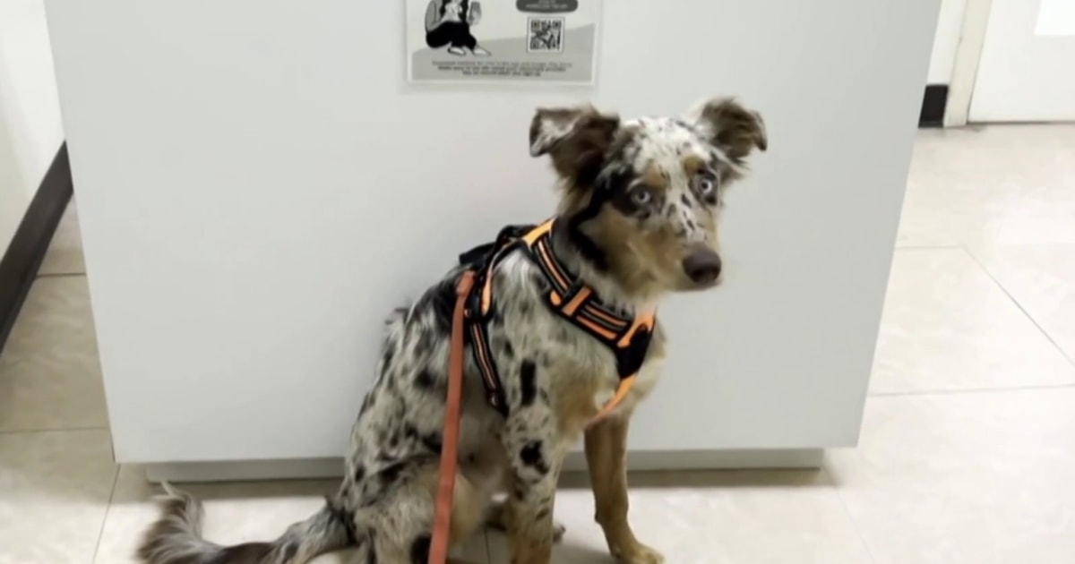 What we know about the mysterious illness hitting dogs