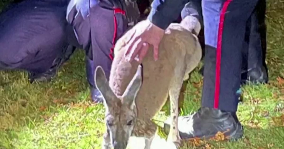 Escaped kangaroo caught after punching cop in Canada