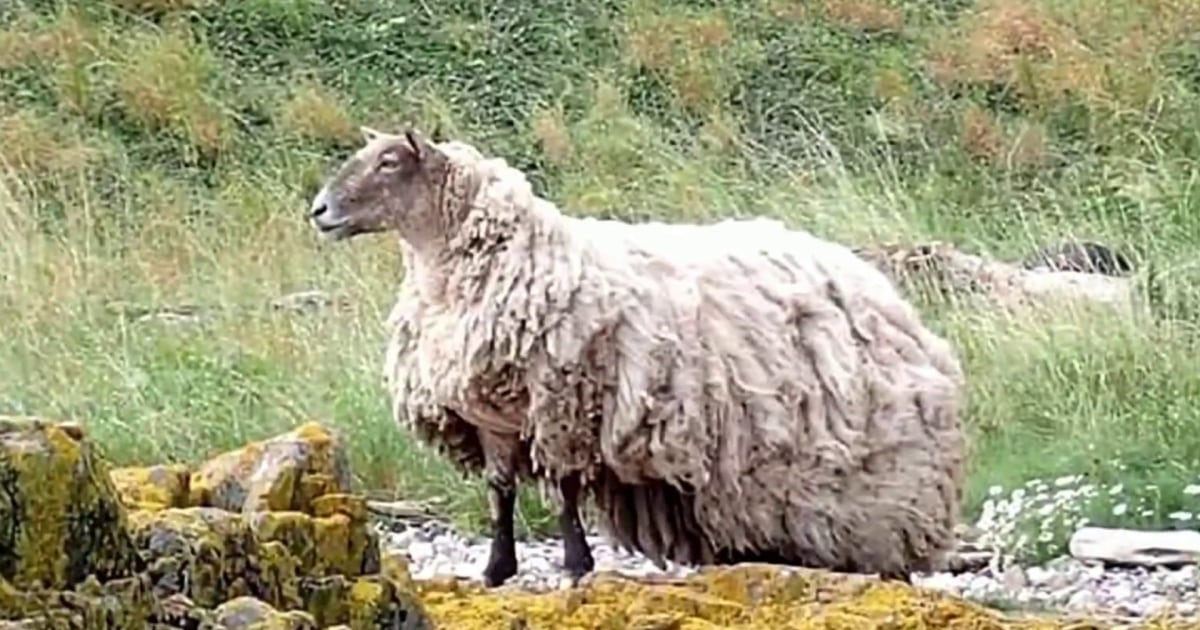 Stranded Scottish sheep receives emotional reunion