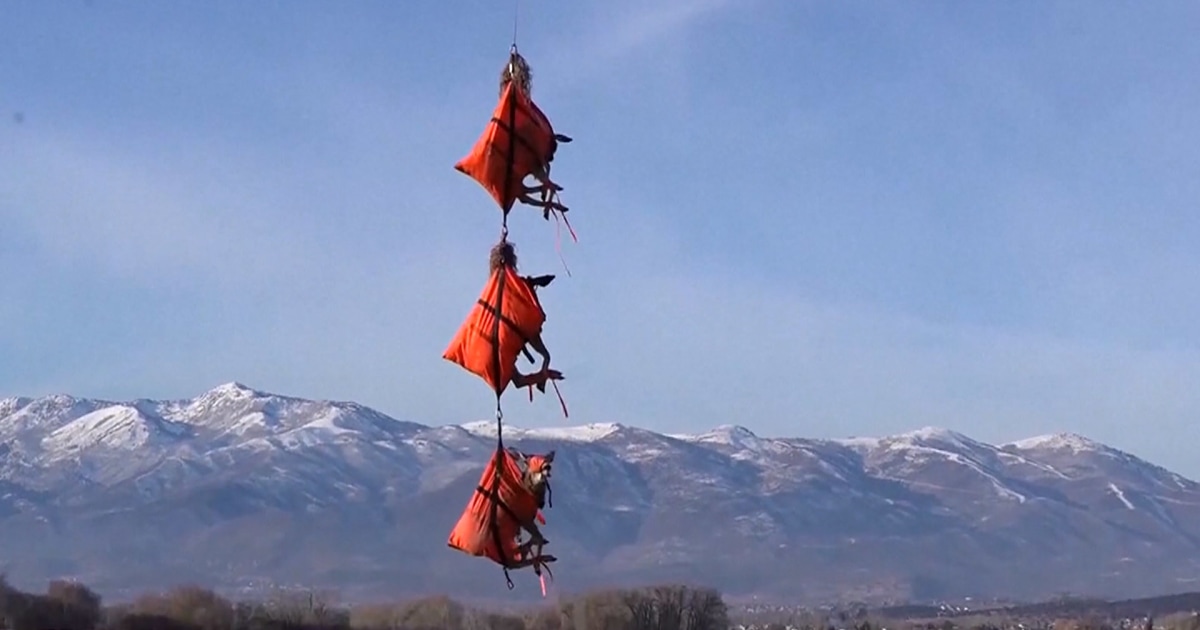 Deer airlifted in Utah to have GPS collars fitted