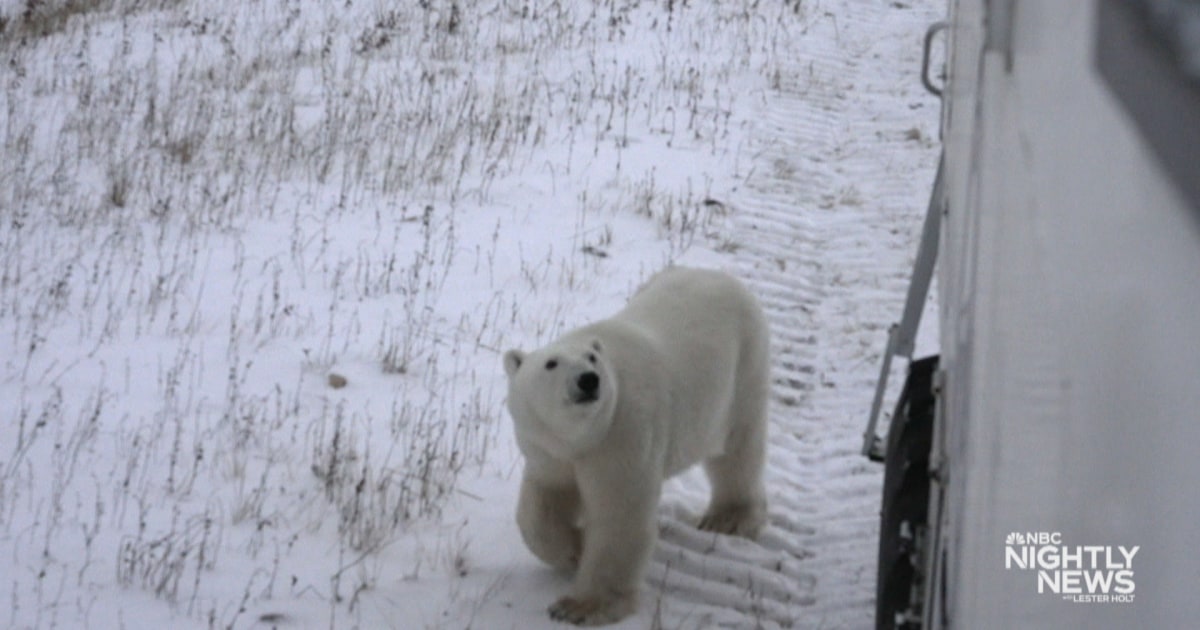 Why are more polar bears roaming a tiny Canadian town? (Part 1)