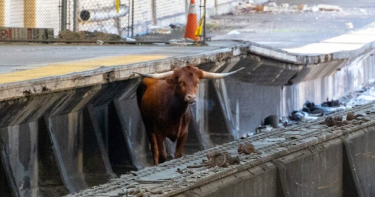 Watch loose bull running on N.J. Transit tracks