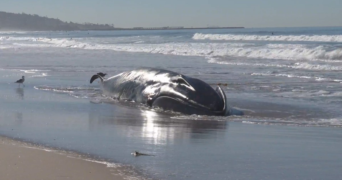 Beachgoers stunned after 52-foot fin whale washes ashore in California