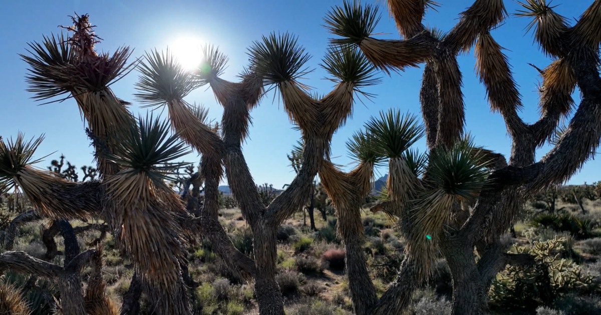 After fires destroyed millions of Joshua Trees, a new seed of hope