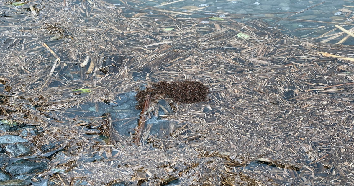Video shows fire ants forming rafts to survive Australia floods