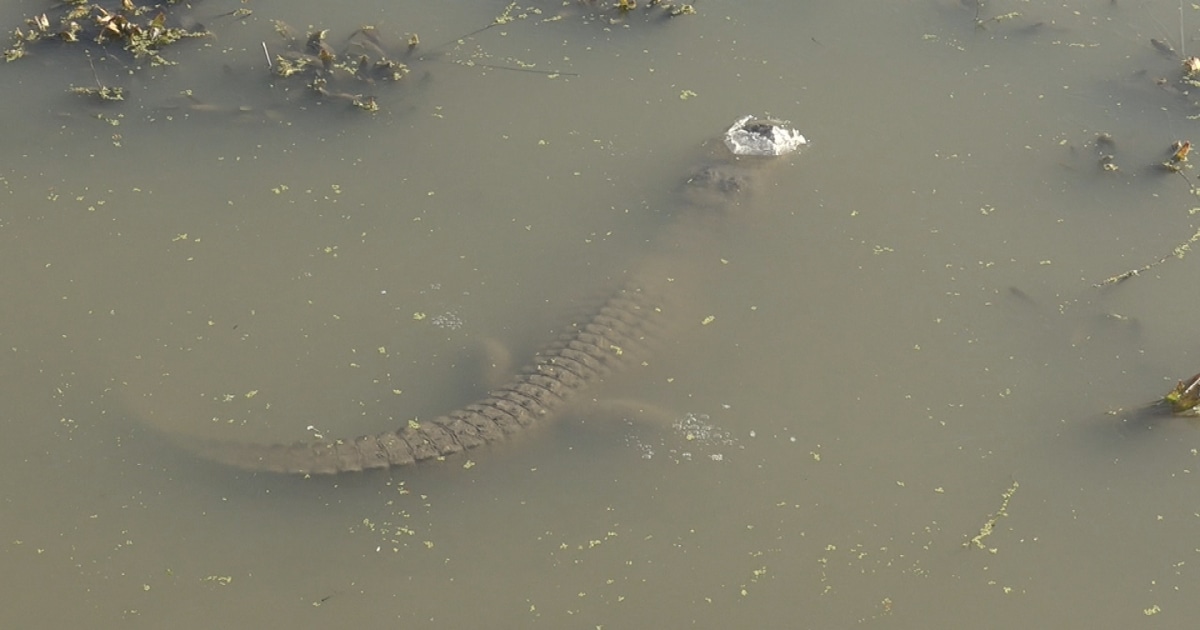 Snouts out! Submerged alligators adapt to ice-covered ponds
