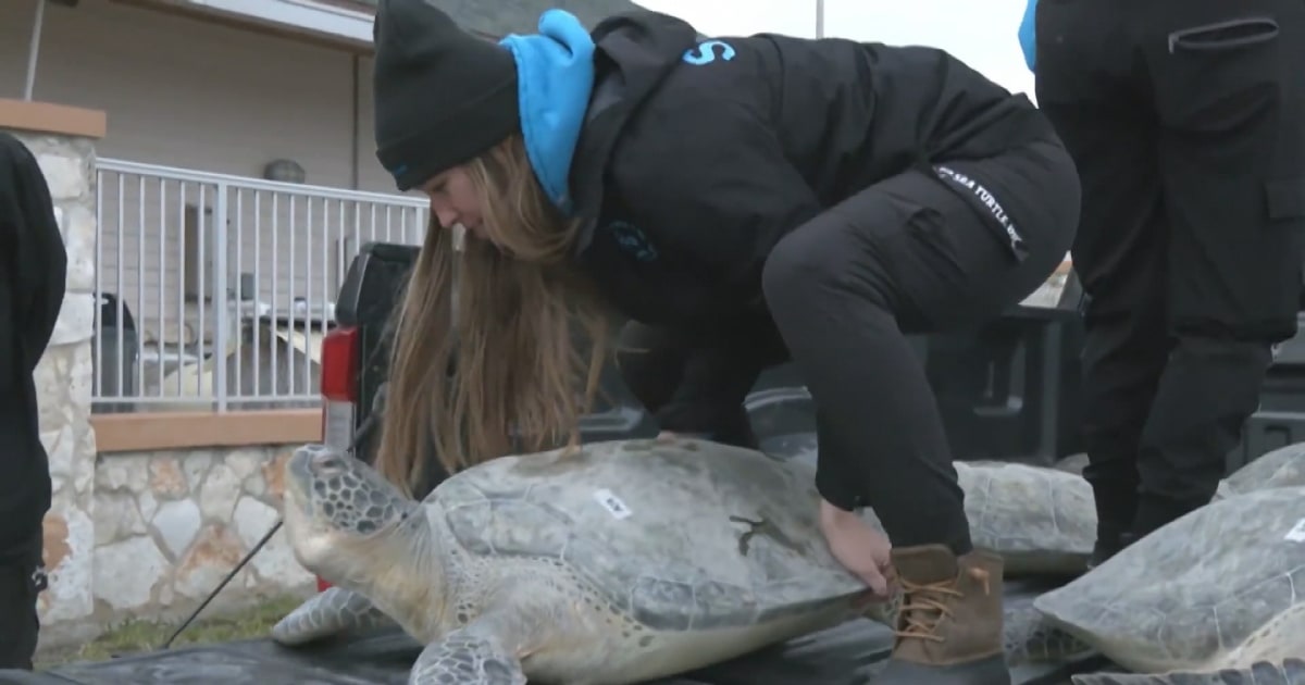 Cold-stunned sea turtles find refuge at Texas rescue facility