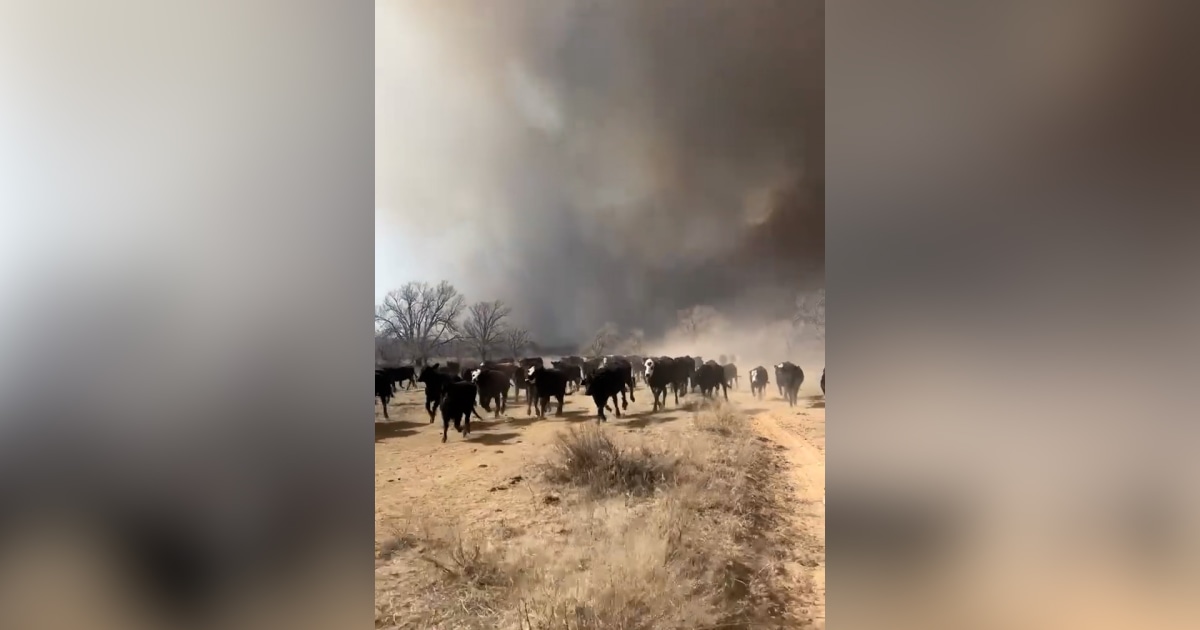 WATCH: Video shows cattle running from Texas wildfires