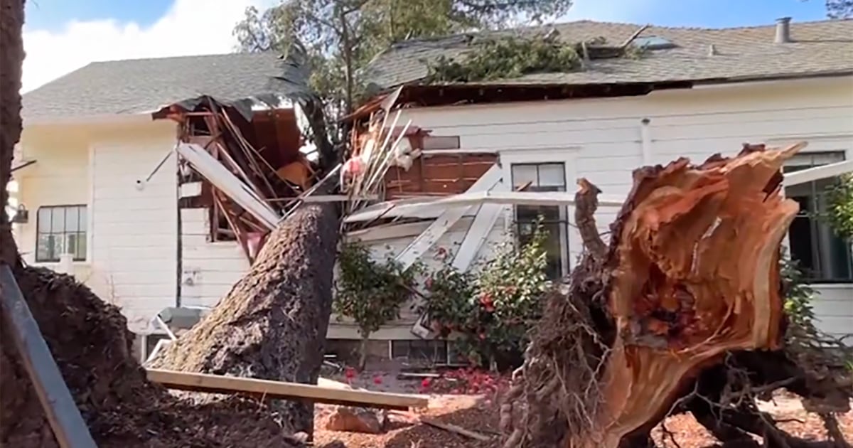 Videos show downed trees and damage after California storms