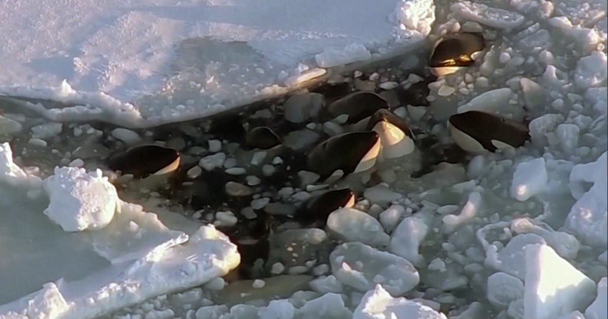 Orcas trapped in ice off Japan appear to have found safety