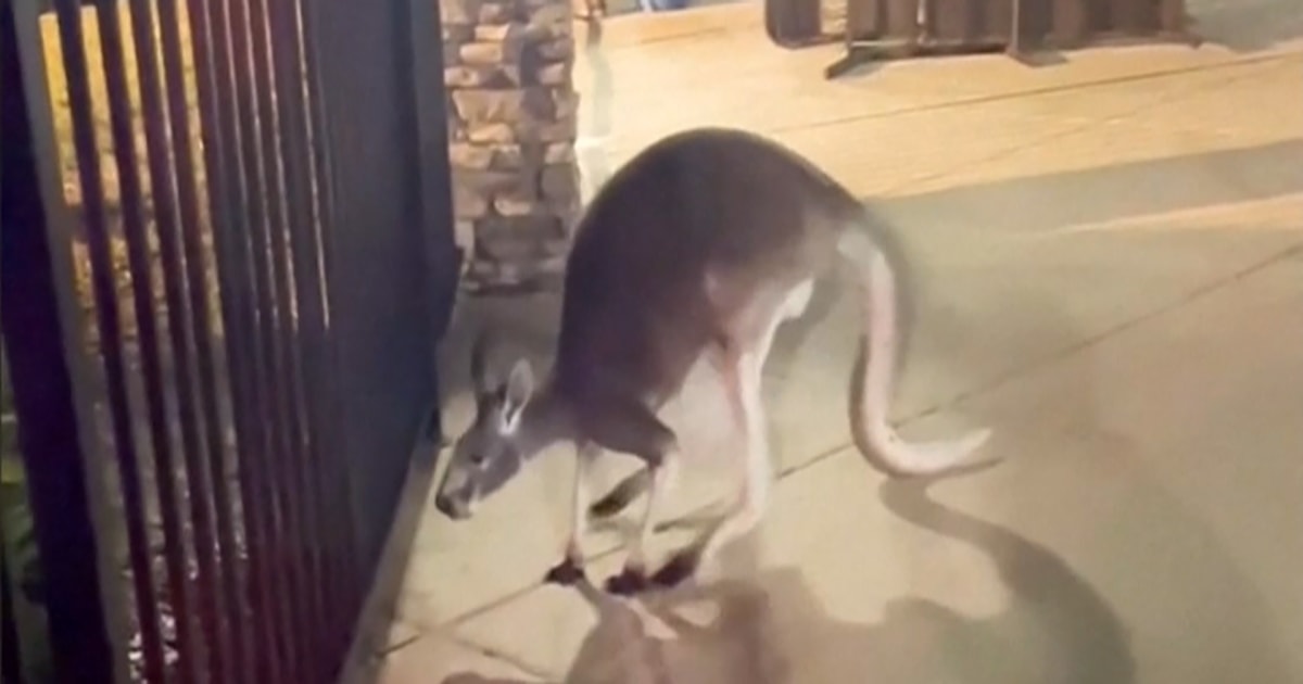 Runaway kangaroo gives officers the runaround in Florida