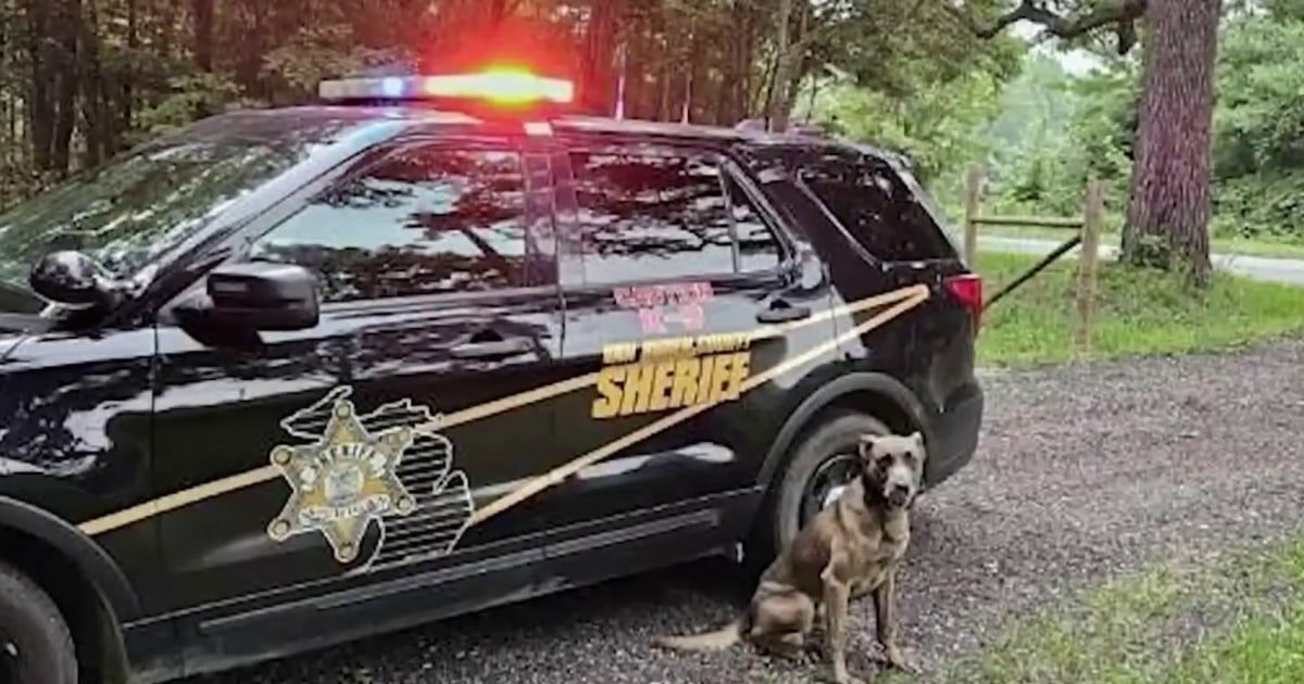 Police dog finds missing 3-year-old boy in Michigan