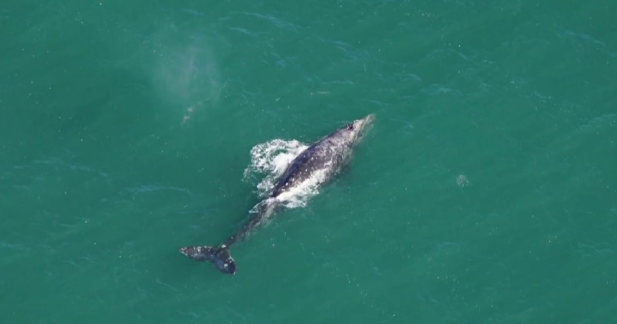 Rare gray whale spotted 200 years after extinction in Atlantic