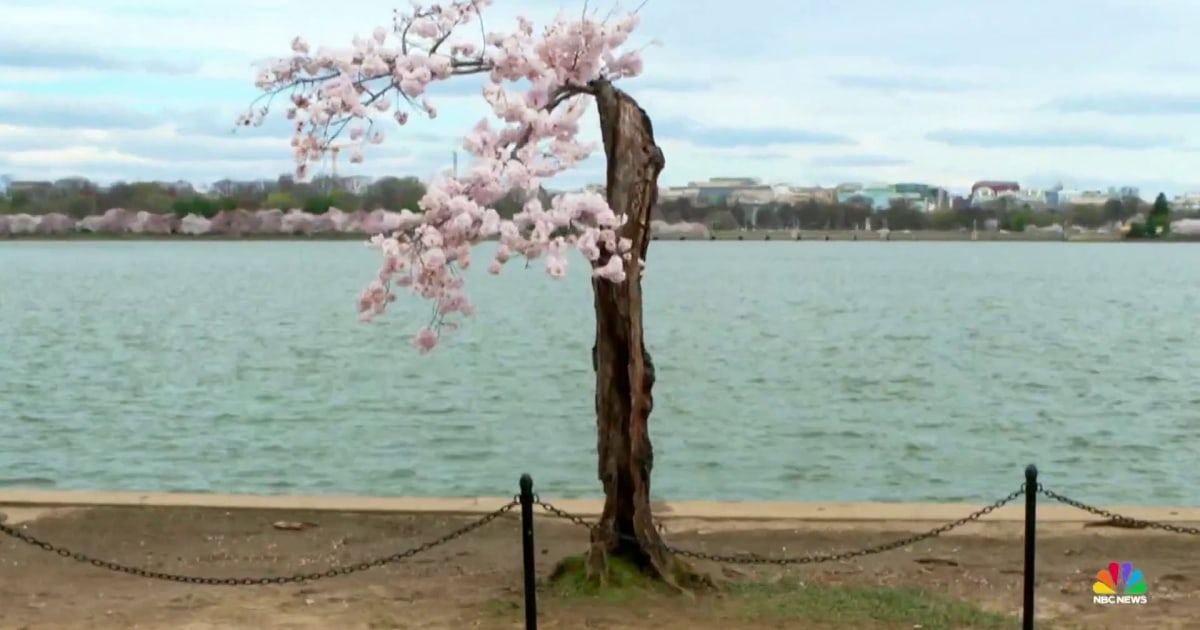Cherry tree named 'Stumpy' becomes a Washington sensation