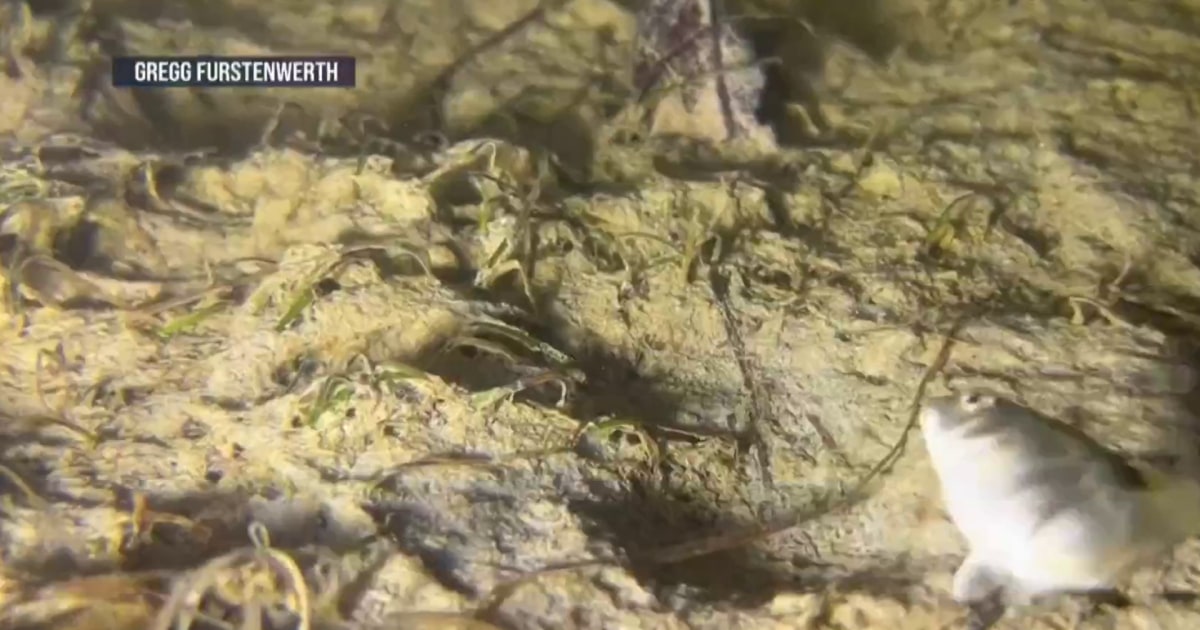 Mystery over fish die-off in Florida