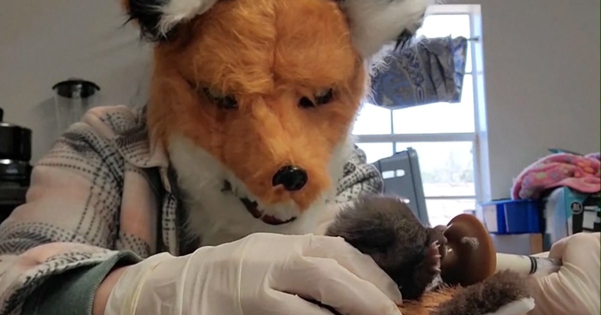 Orphan fox gets fed by welfare worker wearing fox mask