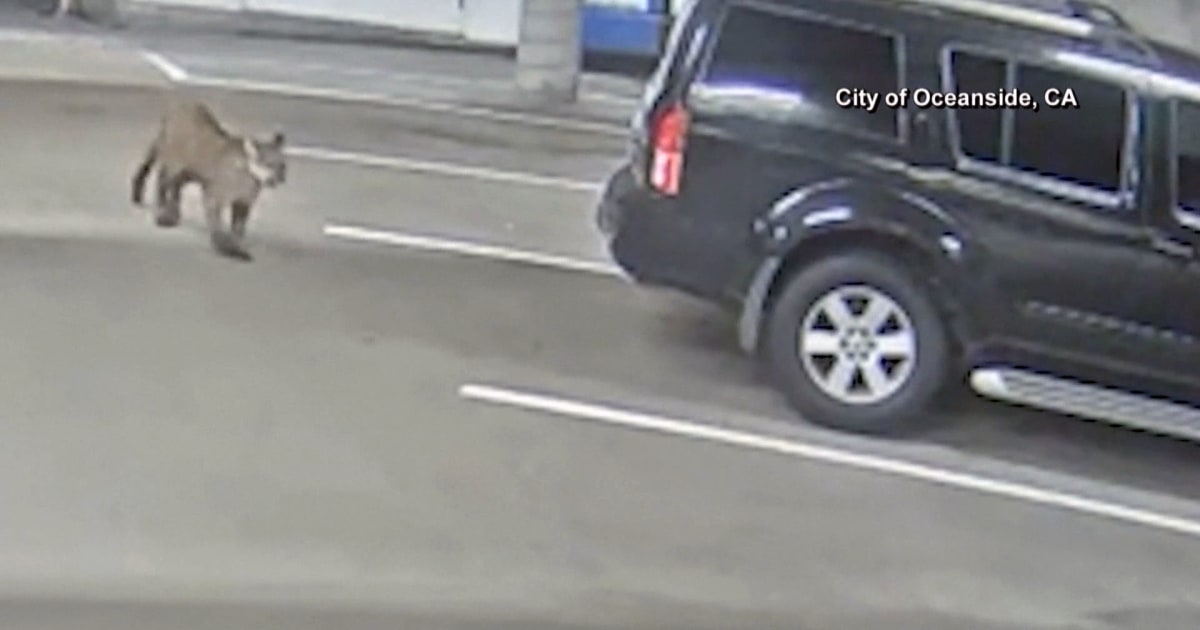 Mountain lion seen roaming California coastal city