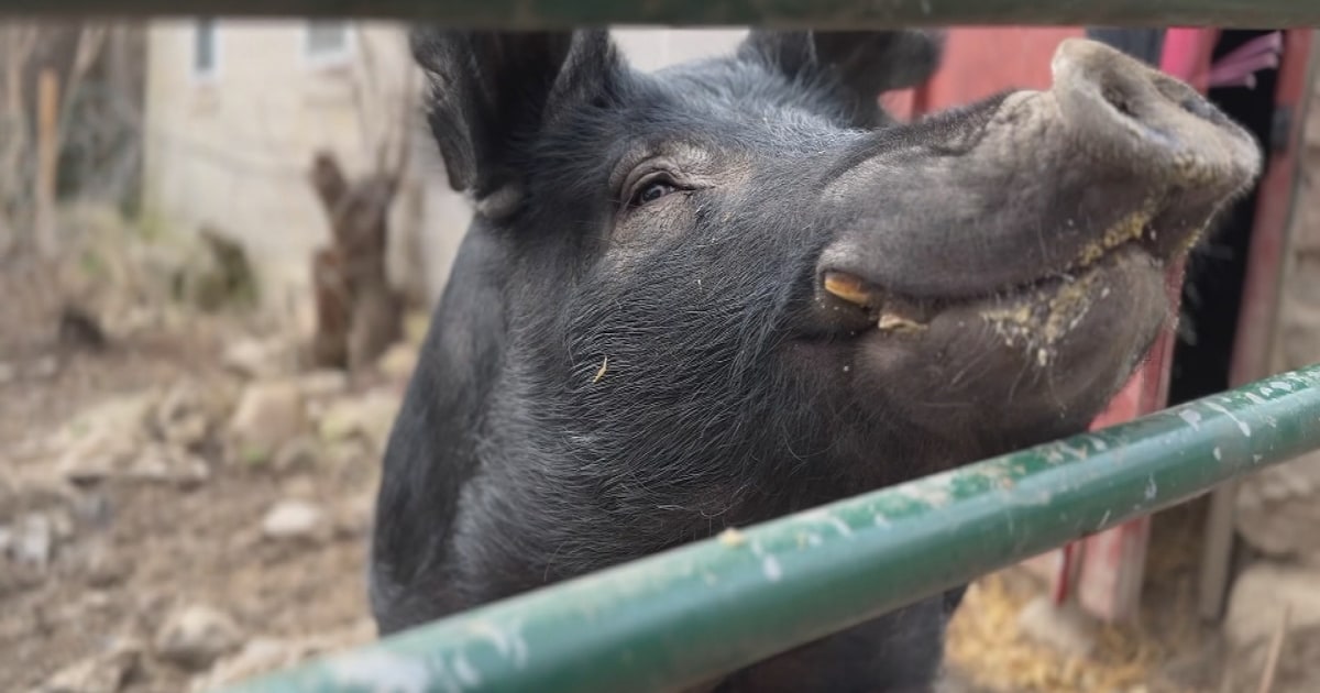 Wisconsin family helps lost pig 'Kevin Bacon' find his way home