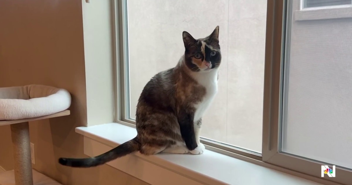 Cat survives unintended 600-mile journey, living up to its 9 lives