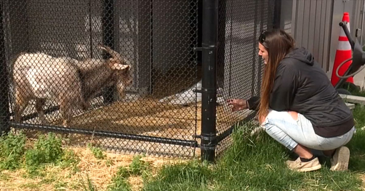 ‘Chug’ the goat reunited with owners after being stuck on bridge in ...