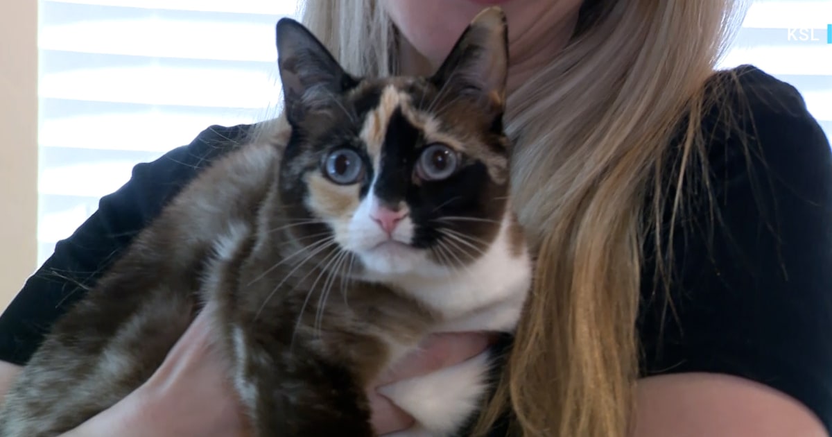 Missing Utah cat found in California Amazon warehouse in return box