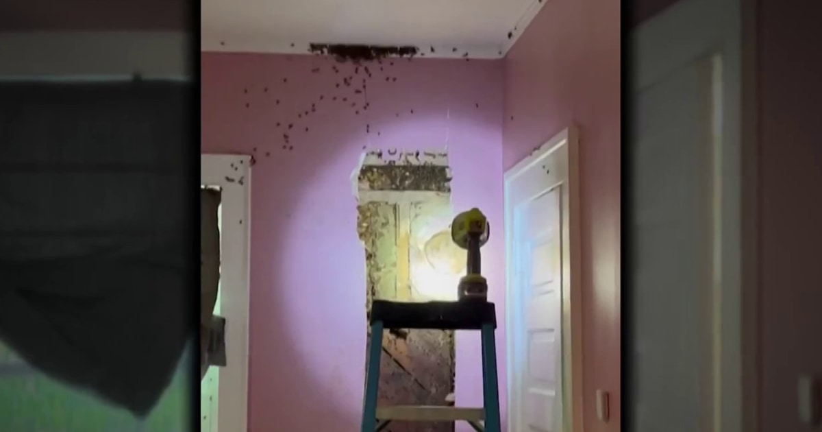 Toddler’s ‘monster’ behind wall turns out to be massive beehive