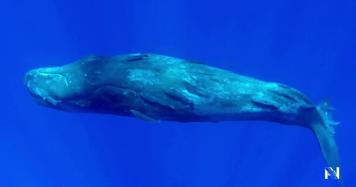 Study finds that whale sounds are actually a language