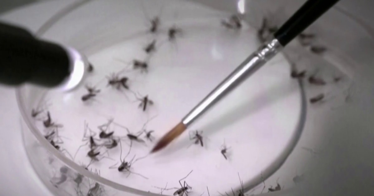 Growing risk of dengue fever as virus spreads